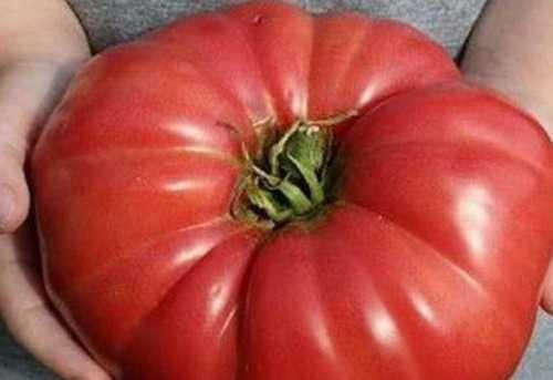 Семена томата Гигант Пепе.Коллекционный