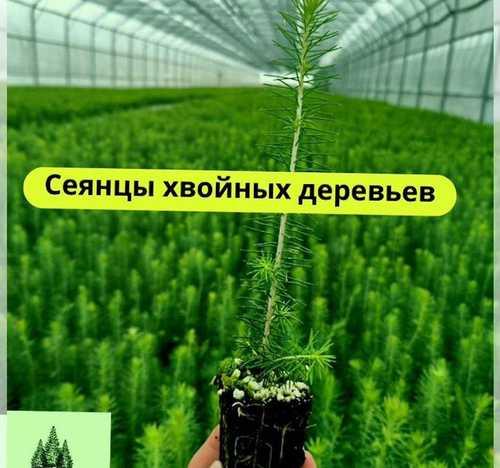 Ель Европейская Обыкновенная Picea abies