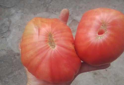 Семена крупноплодных томатов старинный сорт
