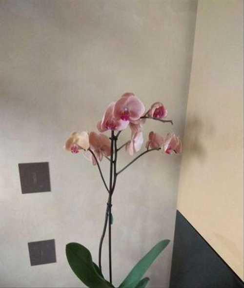 Орхидея фаленопсис 1 цветонос