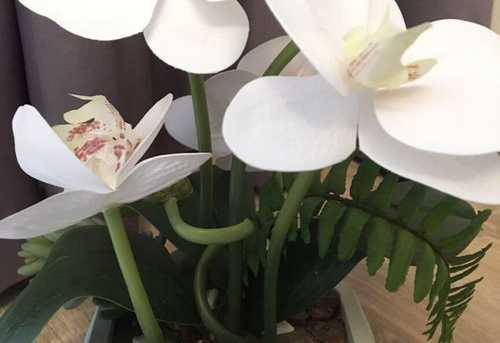 Орхидея фаленопсис декоритивная