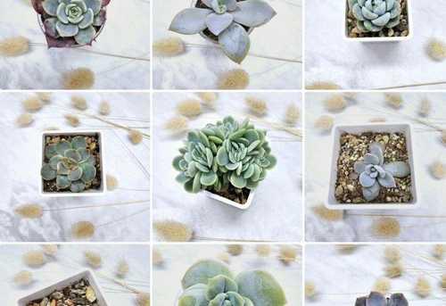 Суккуленты echeveria