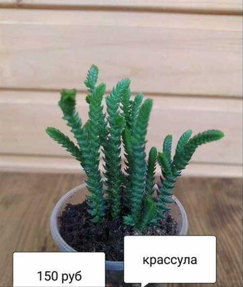 Суккуленты2