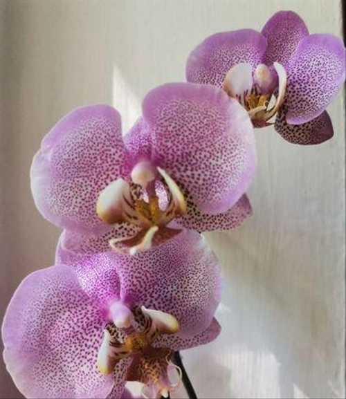 Сортовые орхидеи