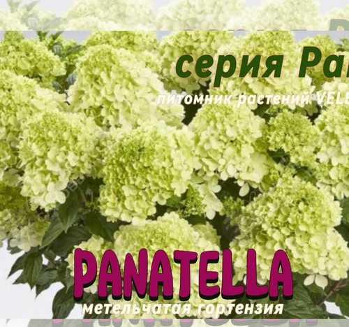 Panatella метельчатая гортензия