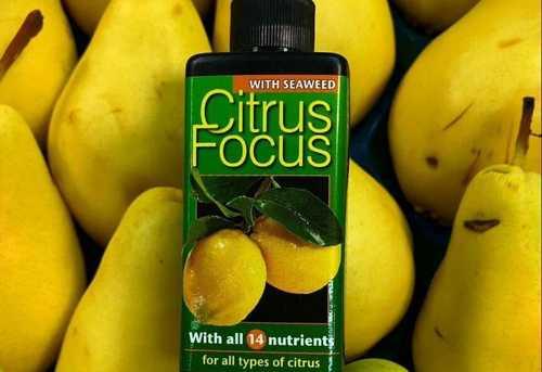 GT Citrus Focus для цитрусовых 100 мл
