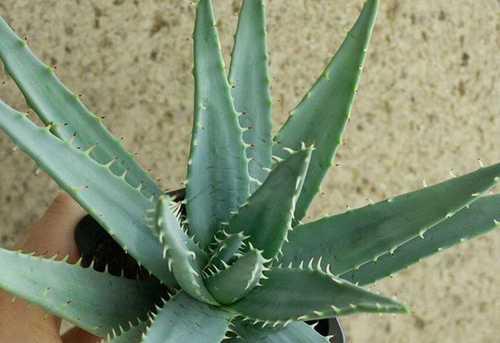 Алоэ коротколистное (Aloe brevifolia)