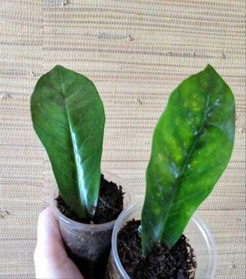 Замиокулькас вариегатный Long leaf var. lemon