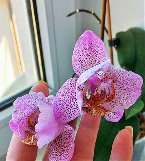 Орхидея Манхеттен пелор