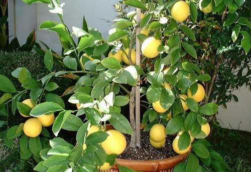 Саженцы лимона мейера