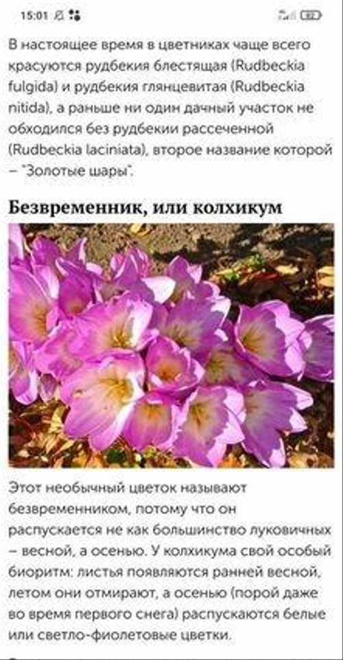 Многолетники безвременник