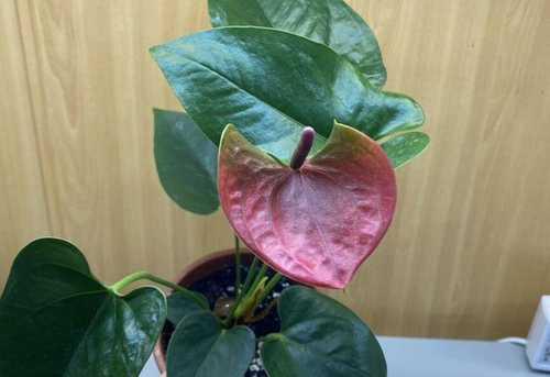 Комнатное растение Антуриум розовый чемпион