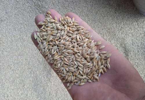 Семена яровой ячмень,яровая Пшеница