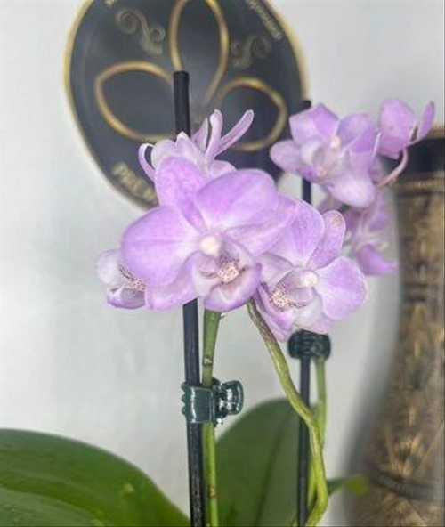 Phal Mf Pinnk Little Kolibri Tiny Bouquet