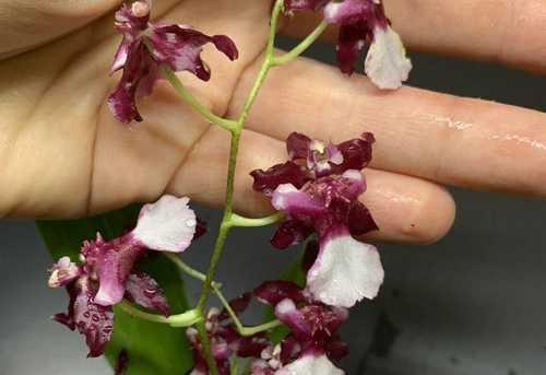 Орхидея Oncidium Jairak Fragrance 'Ruby Doll'