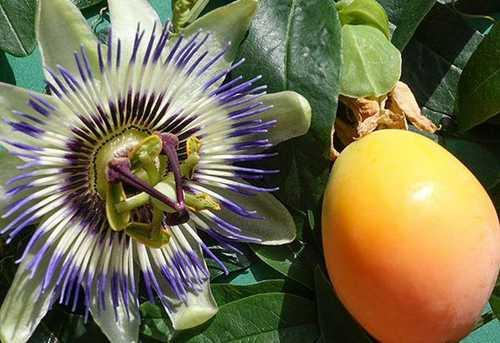 Голубая пассифлора Passiflora caerulea, семена