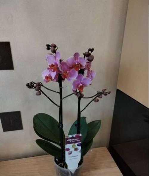 Орхидея мультифлора, 2 ствола