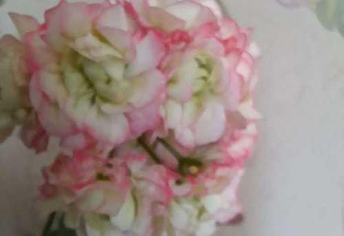 Пеларгония розебудная Apple Blossom