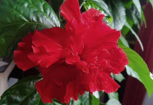 Красный гибискус Китайская роза махровая
