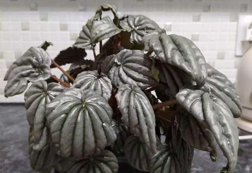Комнатные растения Пеперомия