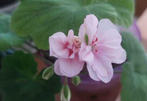 Комнатные растения. Розовая пеларгония