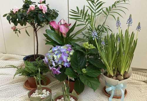 Цветущие комнатные растения. Подснежники цветущие
