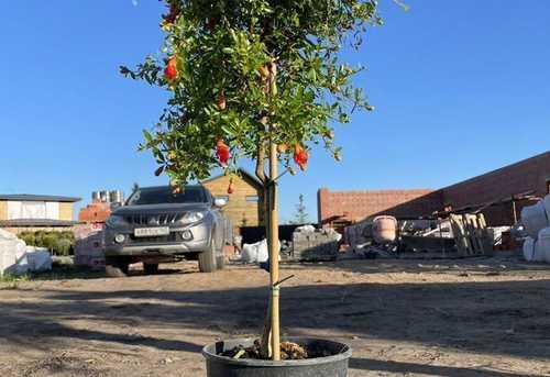 Гранатовое дерево nana