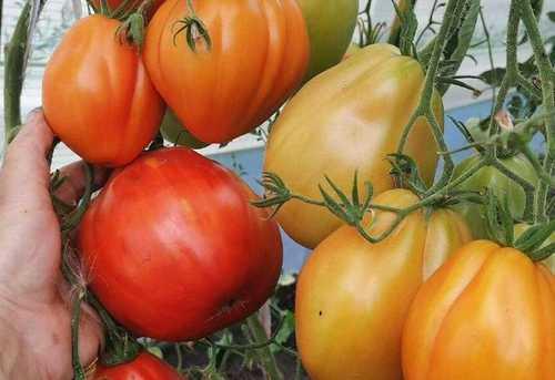 Семена сортовых томатов и перцев