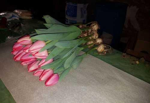 Тюльпаны оптом 60 и в розницу 100
