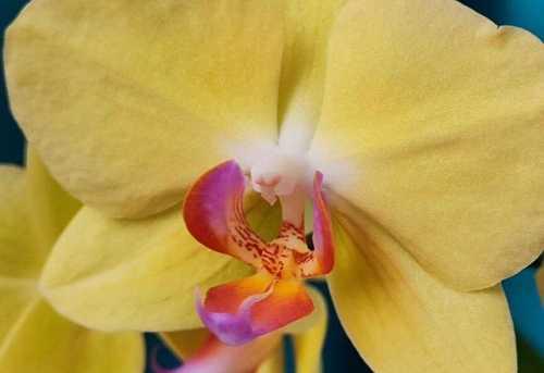 Орхидея фаленопсис P. Fullers Sunset 646