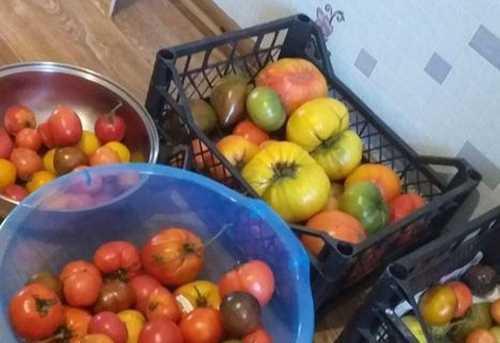 Рассада томатов для теплиц