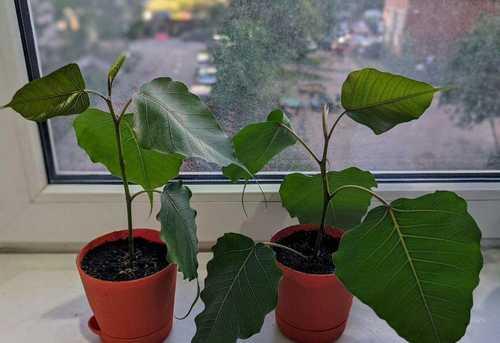 Фикус священный (Ficus religiosa)