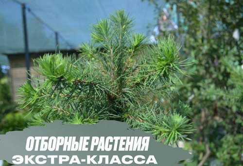 Саженцы Лиственницы Европейской с доставкой