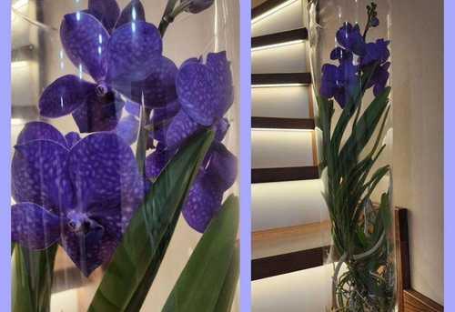 Орхидея Ванда фиолетовая