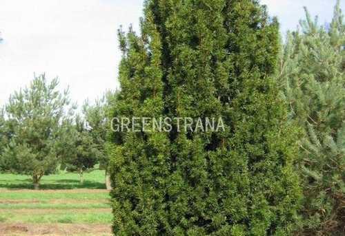 Саженцы Тис ягодный Фастигиата (Taxus baccata Fas