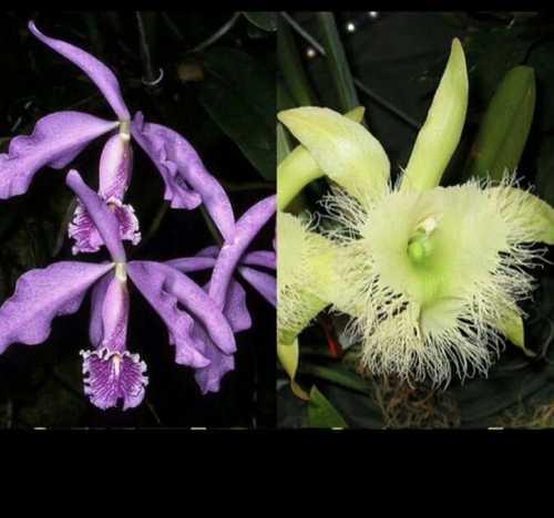 Cattleya hubrids maxima x Brs. digbiana