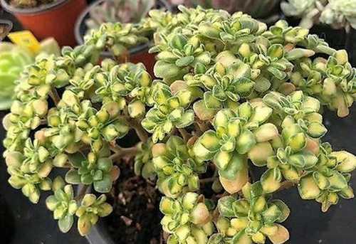 Grapt.Debbie,Aeonium lindleyi,Anacampseros,алоэ