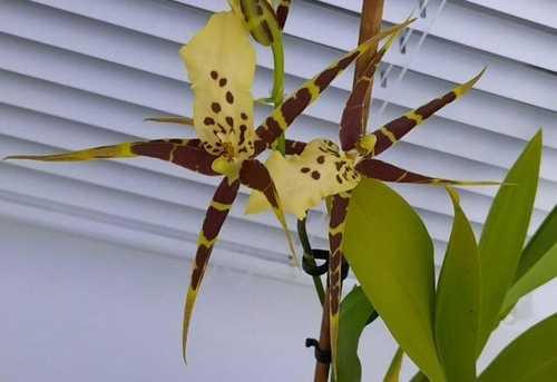 Орхидея Брассия