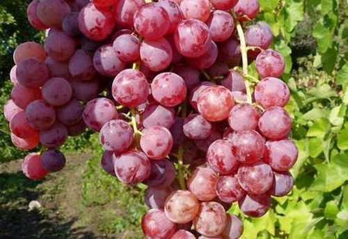 Саженцы винограда оптом и в розницу
