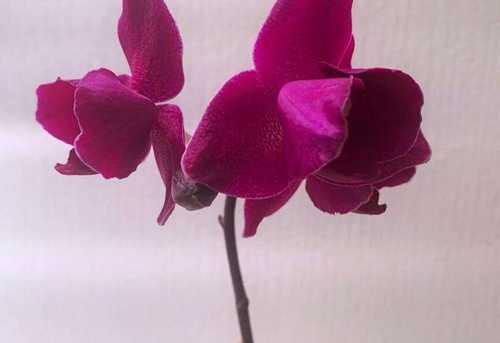 Орхидея Pixie Reds пелор фаленопсис