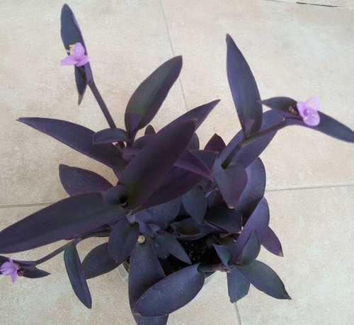 Сеткреазия пурпурная (Традесканция фиолетовая)
