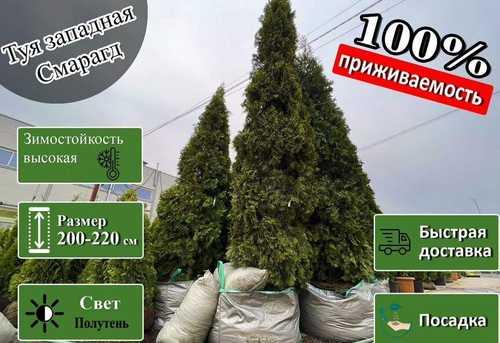 Туя Smaragd/смарагд 200 220 см