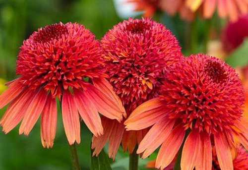 Эхинацеи,ромашки