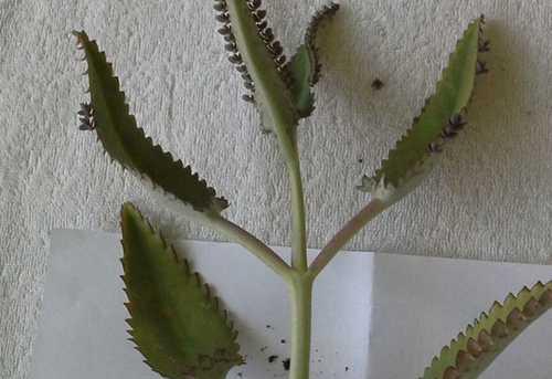 Каланхоэ - лекарственное растение