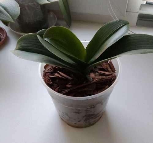 Орхидея фаленопсис. Может быть подарком