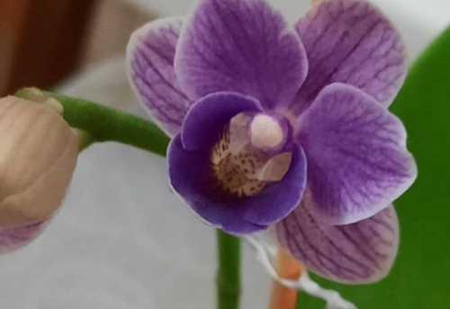 Сортовая орхидея Violet Queen