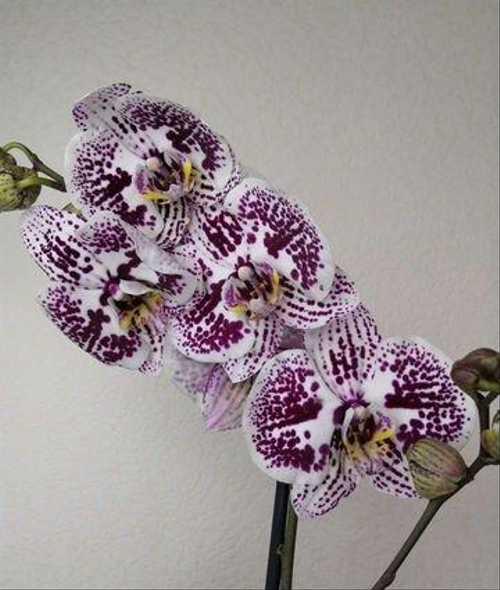 Орхидея фаленопсис пятнистая
