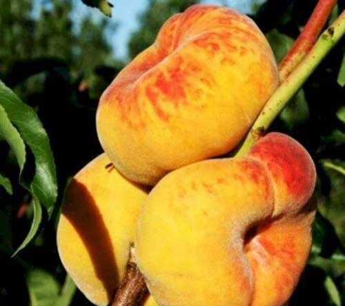 Саженцы инжирного персика Бельмондо