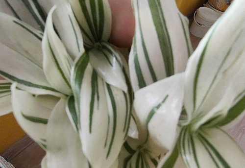 Tradescantia albaflora Variegata Brightness