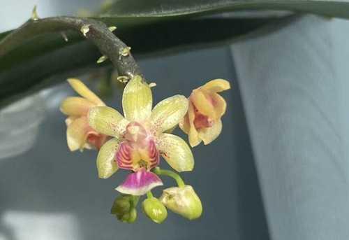 Мини орхидея Phal. Equestris Deliciosa